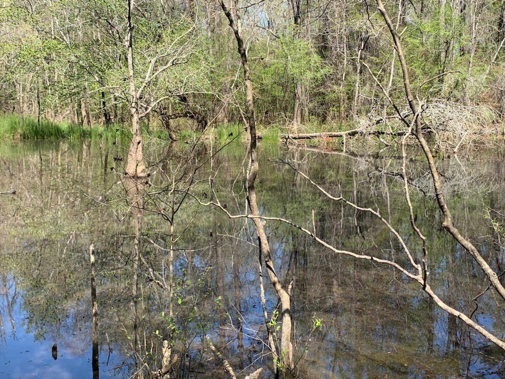 Stompin’ & Swampin’ | MIND & MATTERS