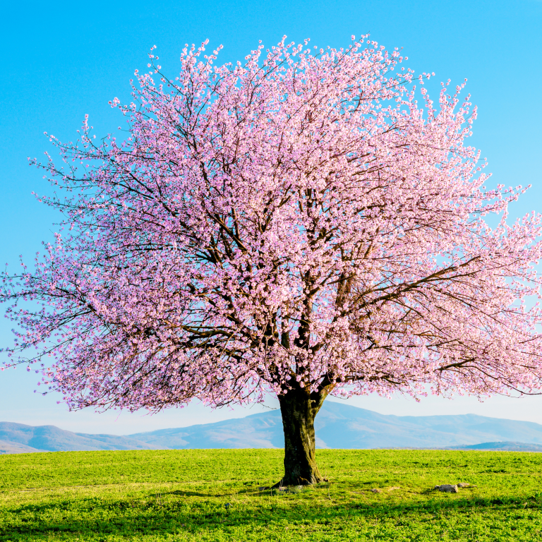 Tree of Life | MIND & MATTERS